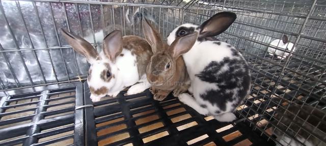 Arnab Mini Rex - Pets for sale in Kluang, Johor
