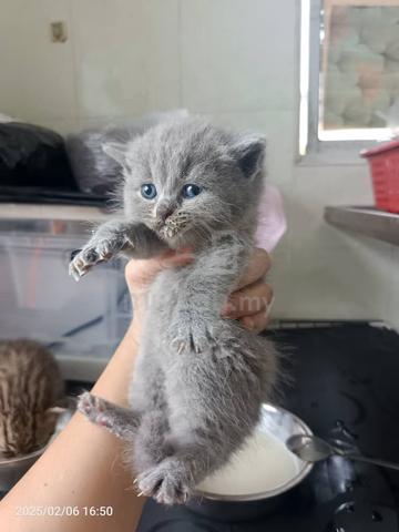 bsh blue female - Pets for sale in Kota Kinabalu, Sabah