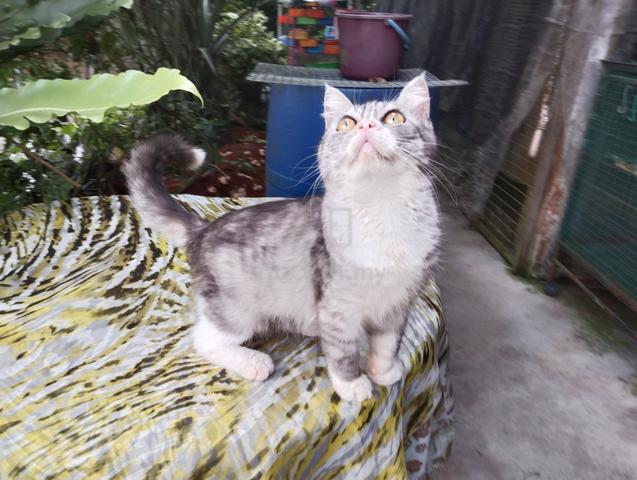 BSH – Silver Shaded Coat - Pets for sale in Kuching, Sarawak