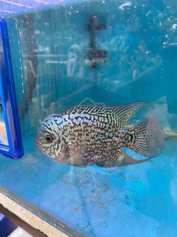 kamfa flowerhorn f2 female - Pets for sale in Sungai Nibong, Penang