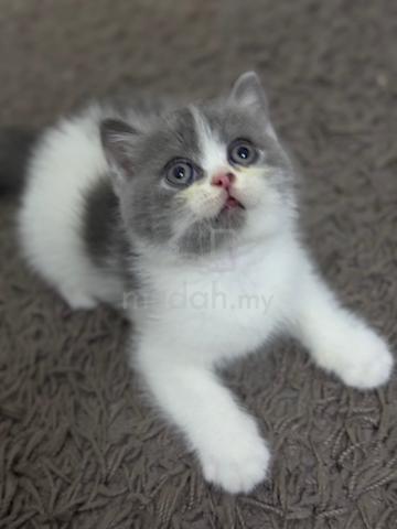 BSH Bicolor Female - Pets for sale in Cheras, Kuala Lumpur