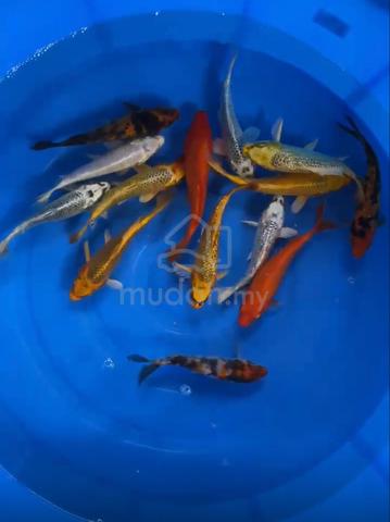 Japan Koi Fish Local Breed 13pcs OFFER FREE 1pc !! - Pets for sale in ...