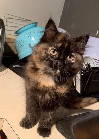 Tortoise Shell Kitten Mix Mainecoon - Pets for sale in Petaling Jaya ...