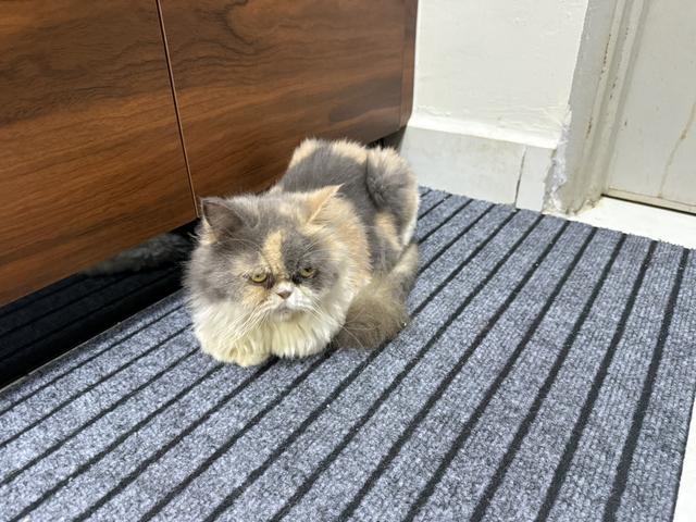 semi flat face calico - Pets for sale in Cyberjaya, Selangor