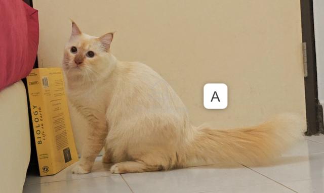 Mix mainecoon cat kucing DLH long hair mating - Pets for sale in ...