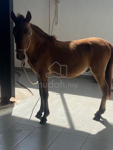 Kuda Padi - Pets for sale in Alor Setar, Kedah