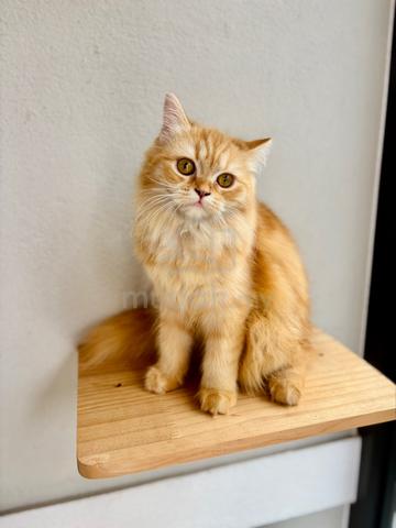 munchkin non standard mix persian - Pets for sale in Seremban, Negeri ...
