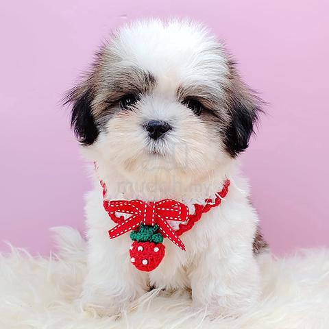 Chubby Face Shih Tzu Puppu Dog Pet *yu.02656 - Pets for sale in Puchong ...