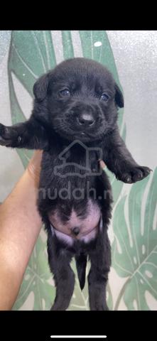 Labrador retriever black mka microchip - Pets for sale in Bukit Jalil ...