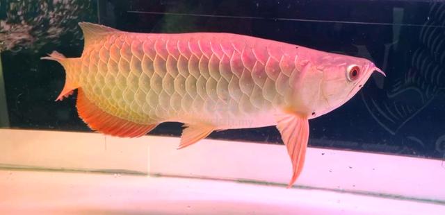 arowana semi king mgbb - Pets for sale in Bukit Mertajam, Penang