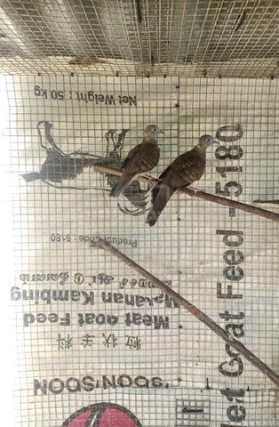 Burung Merbok@titir - Pets for sale in Kota Bharu, Kelantan