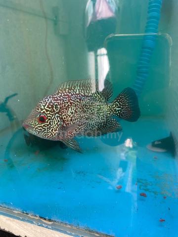 flowerhorn kamfa female - Pets for sale in Sungai Nibong, Penang