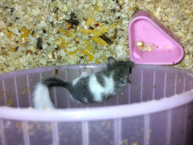 TUPAI MINI (dormouse) - Pets for sale in Melaka Tengah, Melaka