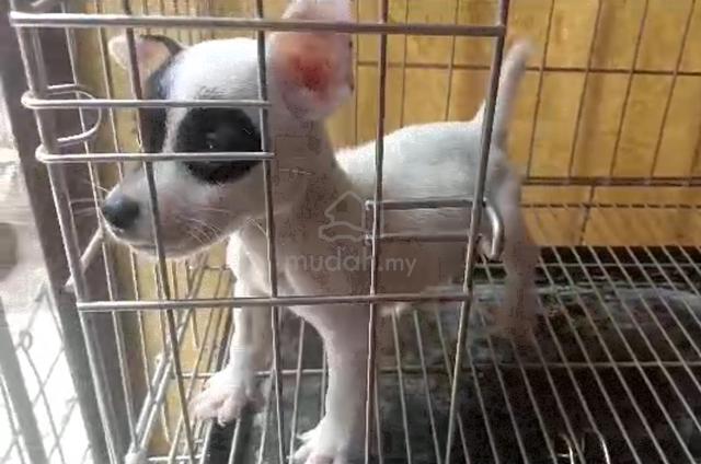 Jack Russell JRT Male Rare marking - Pets for sale in Puchong, Kuala Lumpur