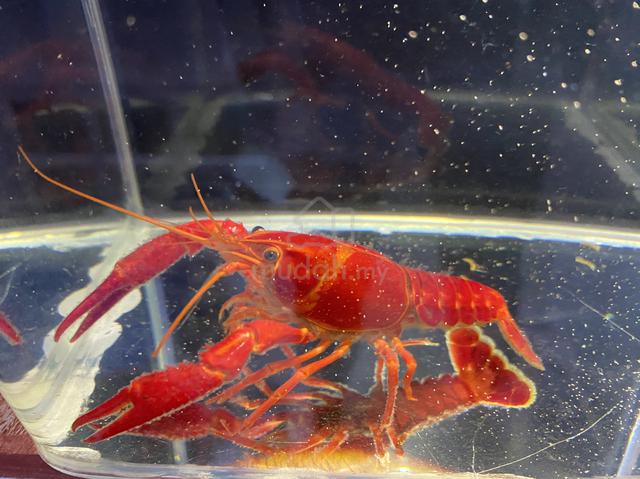 Lobster air tawar hiasan ( red clarki) - Pets for sale in Kulim, Kedah