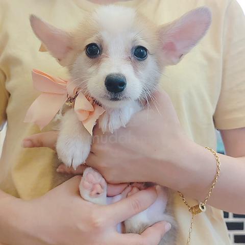 Pet Welsh Corgi Puppy Dog *yw361 - Pets for sale in Puchong, Selangor