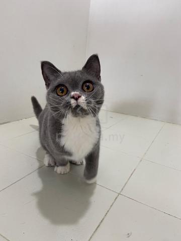 Non standard Munchkin Bsh female bicolour - Pets for sale in Johor ...