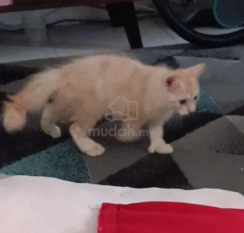Male DLH Kitten - Pets for sale in Bandar Saujana Putra, Selangor