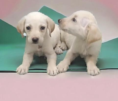 Labrador female mka and microchip - Pets for sale in Puncak Jalil, Selangor