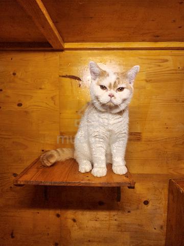 British BSH Red Bicolor Cat Kitten WITH CERT - Pets for sale in Kelana ...