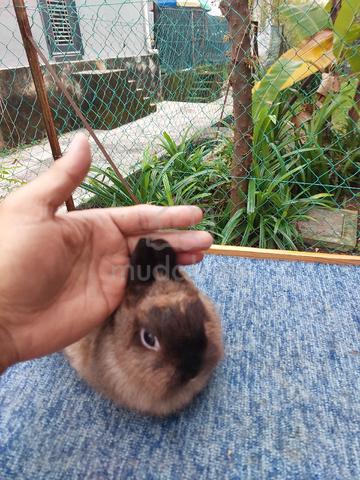 Netherland dwarf siamese sable rabbit - Pets for sale in Rawang, Selangor
