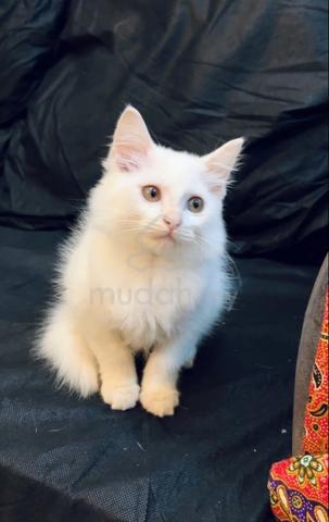 Persian Mix DLH Kitten - Pets for sale in Seremban, Negeri Sembilan