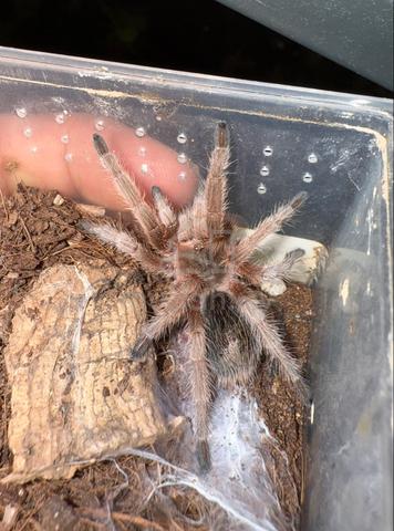 Tarantula- G rosea (rare) - Pets for sale in Ara Damansara, Selangor