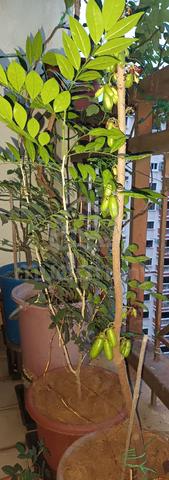 pokok bunga kemuning muraya wangi - Garden Items for sale in Mutiara ...