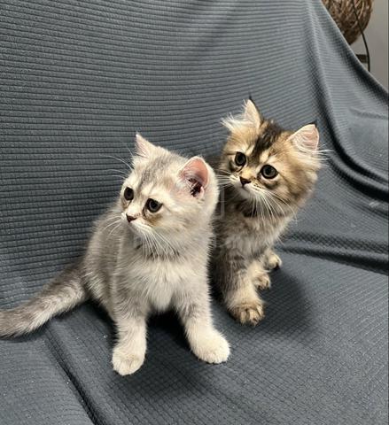 rehome BSH dan BLH kittens jantan betina kucing - Pets for sale in ...