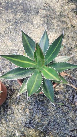 Agave Variegata Untuk Landskap Rumah - Garden Items for sale in Batu ...