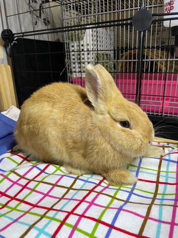 netherland dwarf rabbit orange - Pets for sale in Kuantan, Pahang