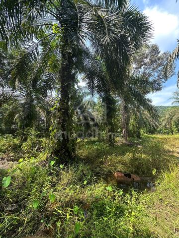 Agricultural Land for Sale, 2 Acre(s), Trong, Perak | Mudah.my