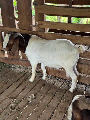 Boer Full Blood - Pets for sale in Kemaman, Terengganu