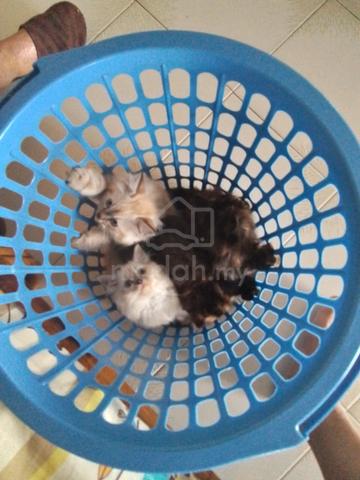 kucing dlh - Pets for sale in Sandakan, Sabah