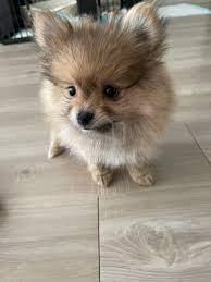 U89 foolish pomeranian puppy dog - Pets for sale in Puchong, Kuala Lumpur