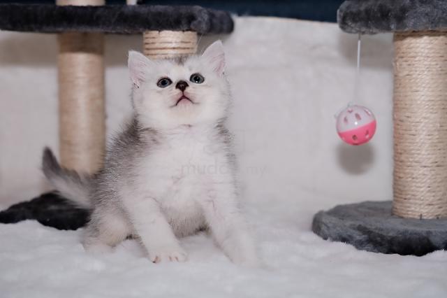BSH Silver Female - Pets for sale in Georgetown, Penang