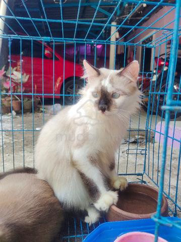 kucing siam - Pets for sale in Pasir Mas, Kelantan