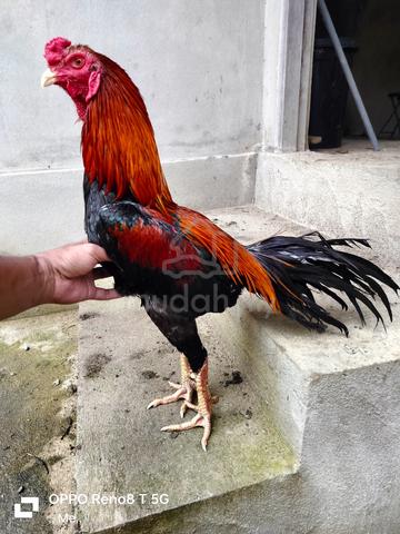Ayam muda Mika farm - Pets for sale in Tumpat, Kelantan