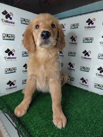 Golden Retriever with mka certificate fmale - Pets for sale in Ambang ...