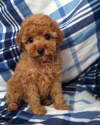 E58 muscular poodle puppy dog - Pets for sale in Puchong, Kuala Lumpur