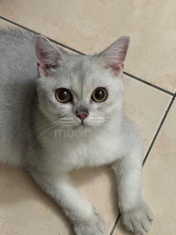 BSH Silver Shaded - Pets for sale in Cheras, Kuala Lumpur