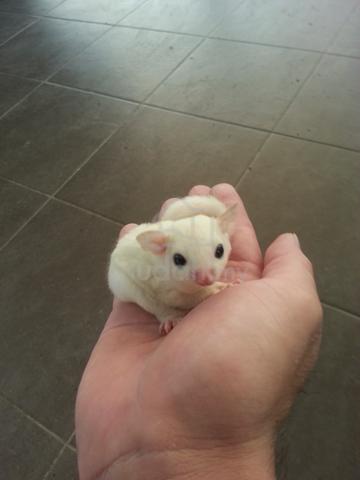 Sugar Glider Leucistic Leu Baby - Pets for sale in Melaka Tengah, Melaka