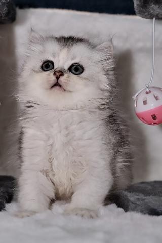BSH Silver Female - Pets for sale in Georgetown, Penang
