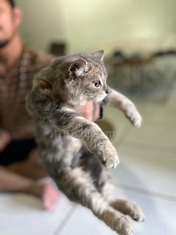 Male Kitten 4mo. cross breed mainecoon BSH - Pets for sale in Damansara ...