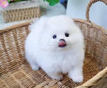 C162 spotted pomeranian puppy dog - Pets for sale in Puchong, Kuala Lumpur