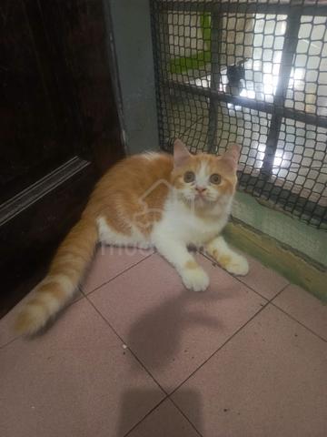 Anak Kucing DSH (ExoticShortHair X DLH) - Pets for sale in Pekan Nanas ...