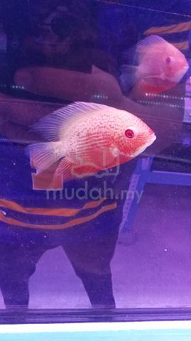 Ikan Red Severum - Pets for sale in Titiwangsa, Kuala Lumpur