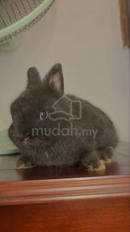 rabbit netherland dwarf arnab - Pets for sale in Subang Jaya, Selangor
