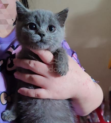 Purebreed BSH kitten Blue British shorthair - Pets for sale in Ampang ...