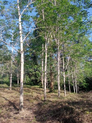 Kebun getah muda belum toreh - Land for sale in Gerik, Perak